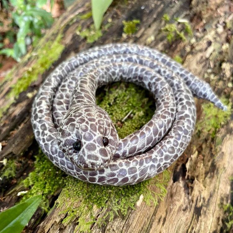 Dread Pet Snake Vegan Spiralocks – Mountain Dreads